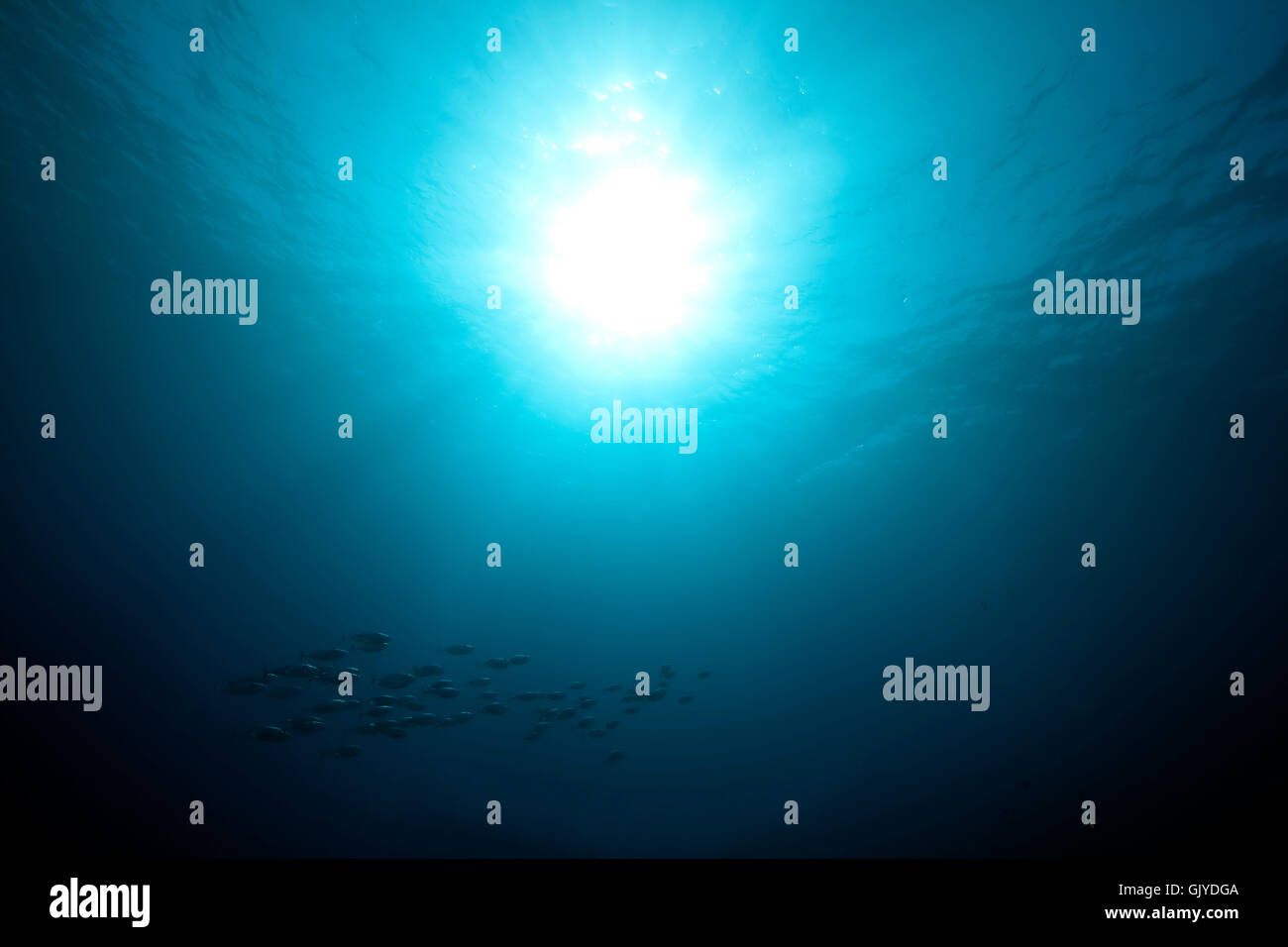animal fish sunlight Stock Photo - Alamy