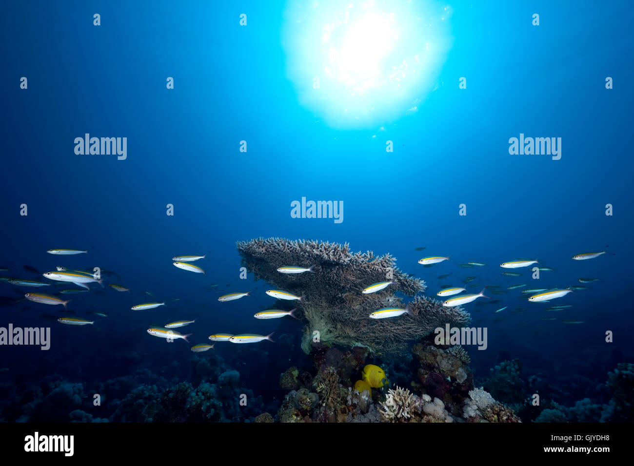 animal fish sunlight Stock Photo - Alamy