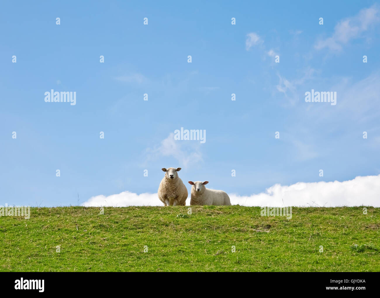 fauna animals portrait Stock Photo - Alamy