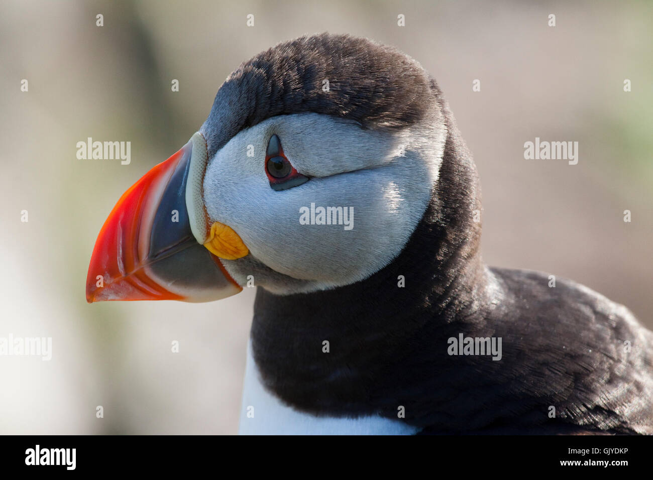 bird bird beak Stock Photo - Alamy