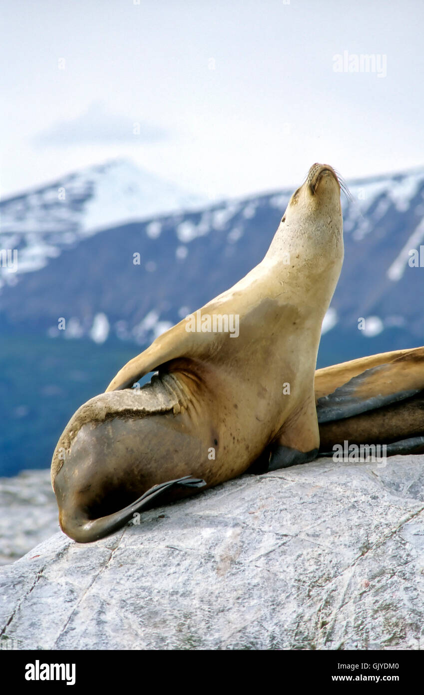 a seal in pose Stock Photo - Alamy