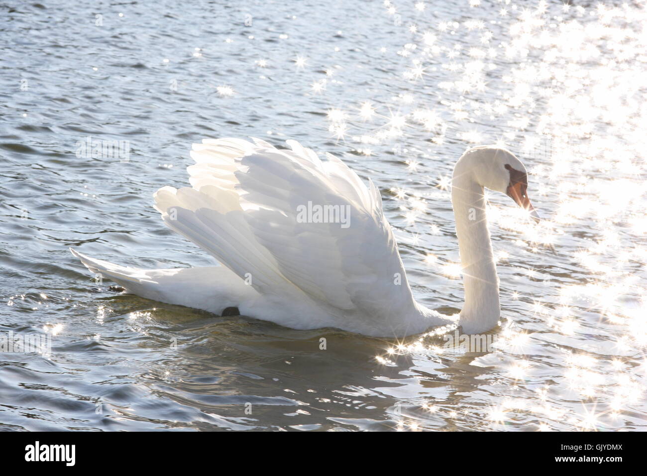 bird swan birds Stock Photo - Alamy