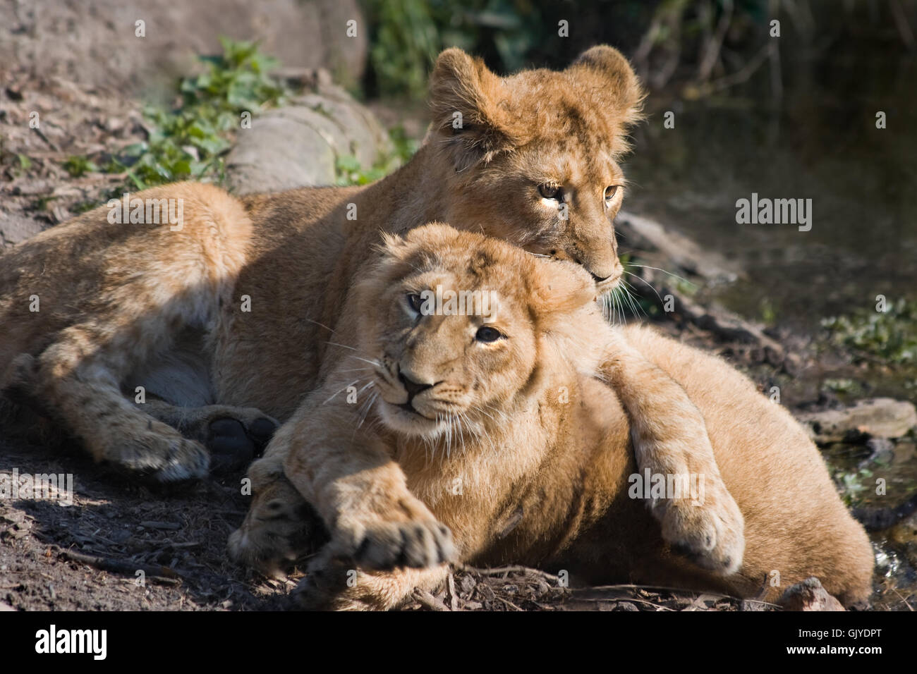 Mammal mammals animal animals horizontal hi-res stock photography and ...