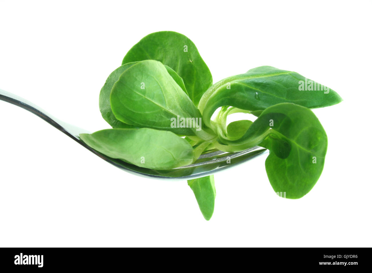 Lamb's lettuce hi-res stock photography and images - Alamy