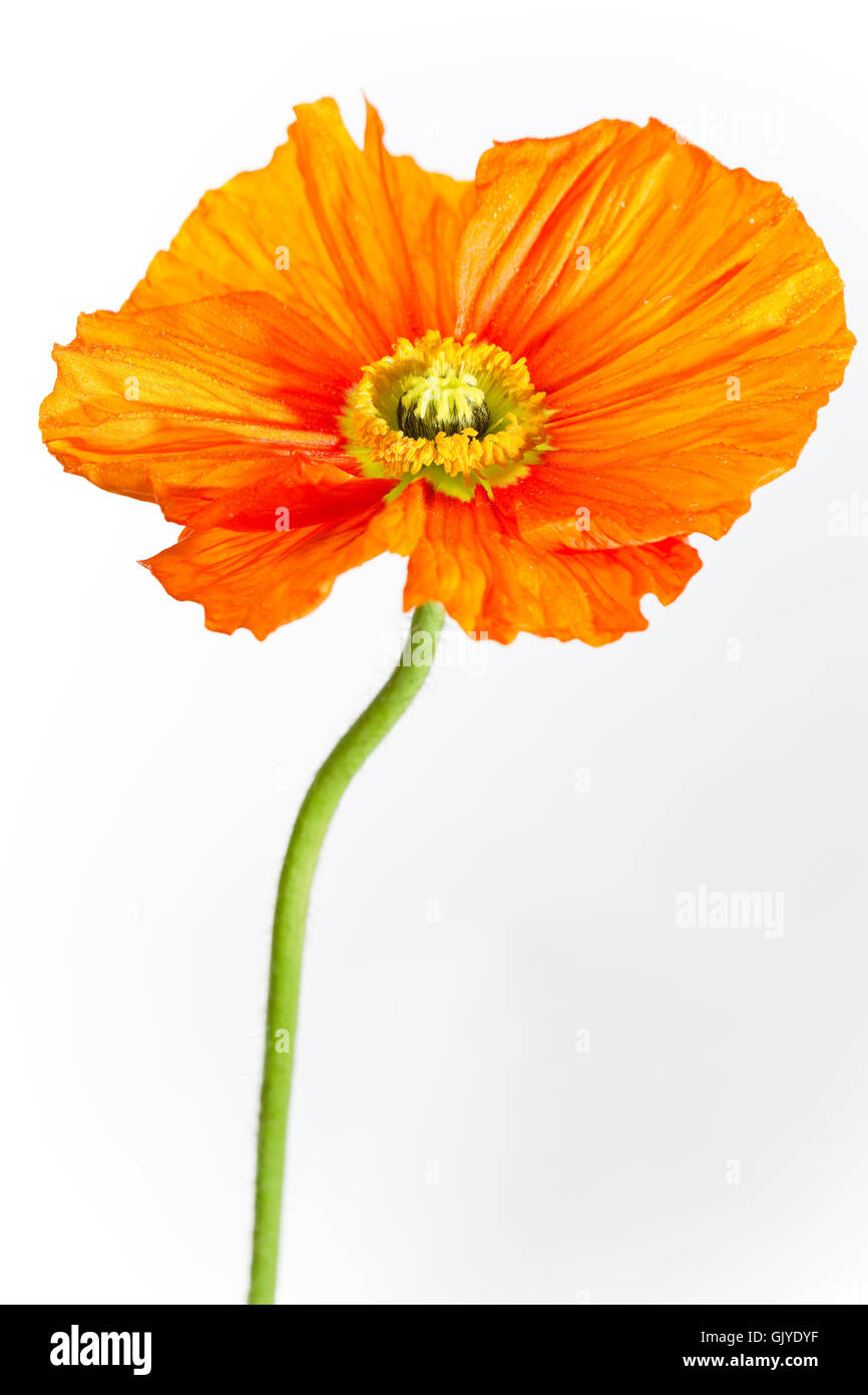 flower plant poppy Stock Photo - Alamy