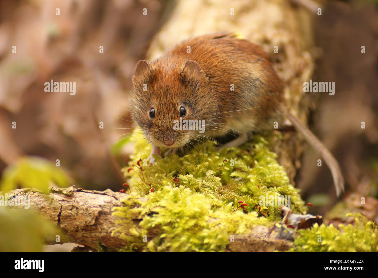 rodent mouse vole Stock Photo - Alamy