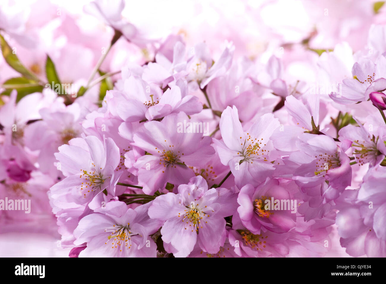 flower plant bloom Stock Photo - Alamy