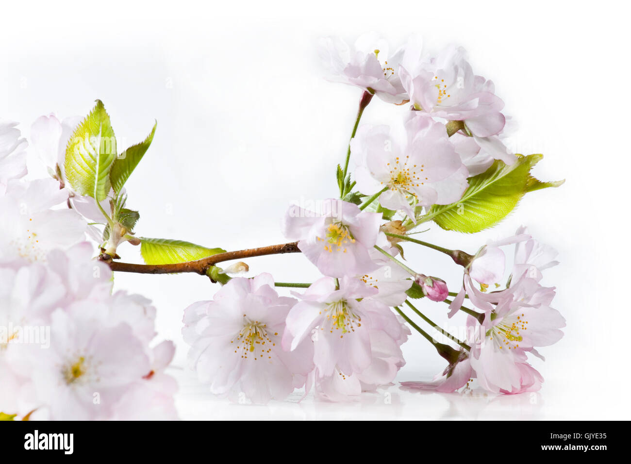 flower plant bloom Stock Photo - Alamy
