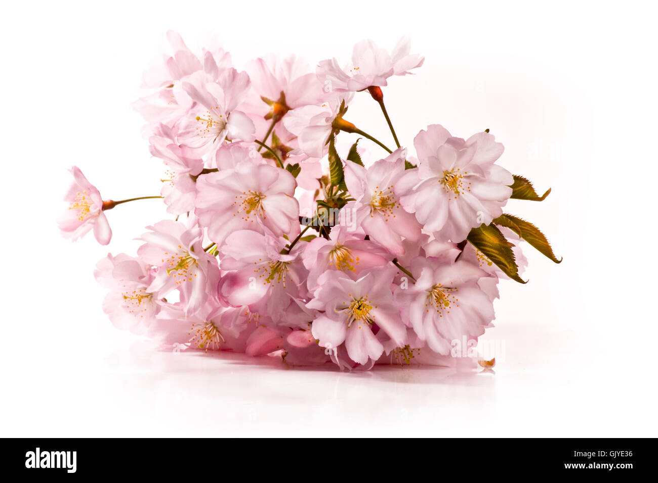 flower plant bloom Stock Photo - Alamy