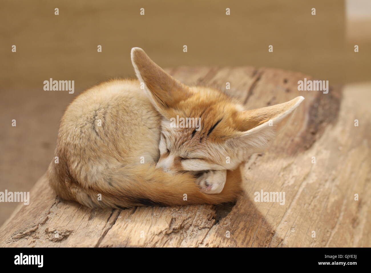 Fennek hi-res stock photography and images - Alamy