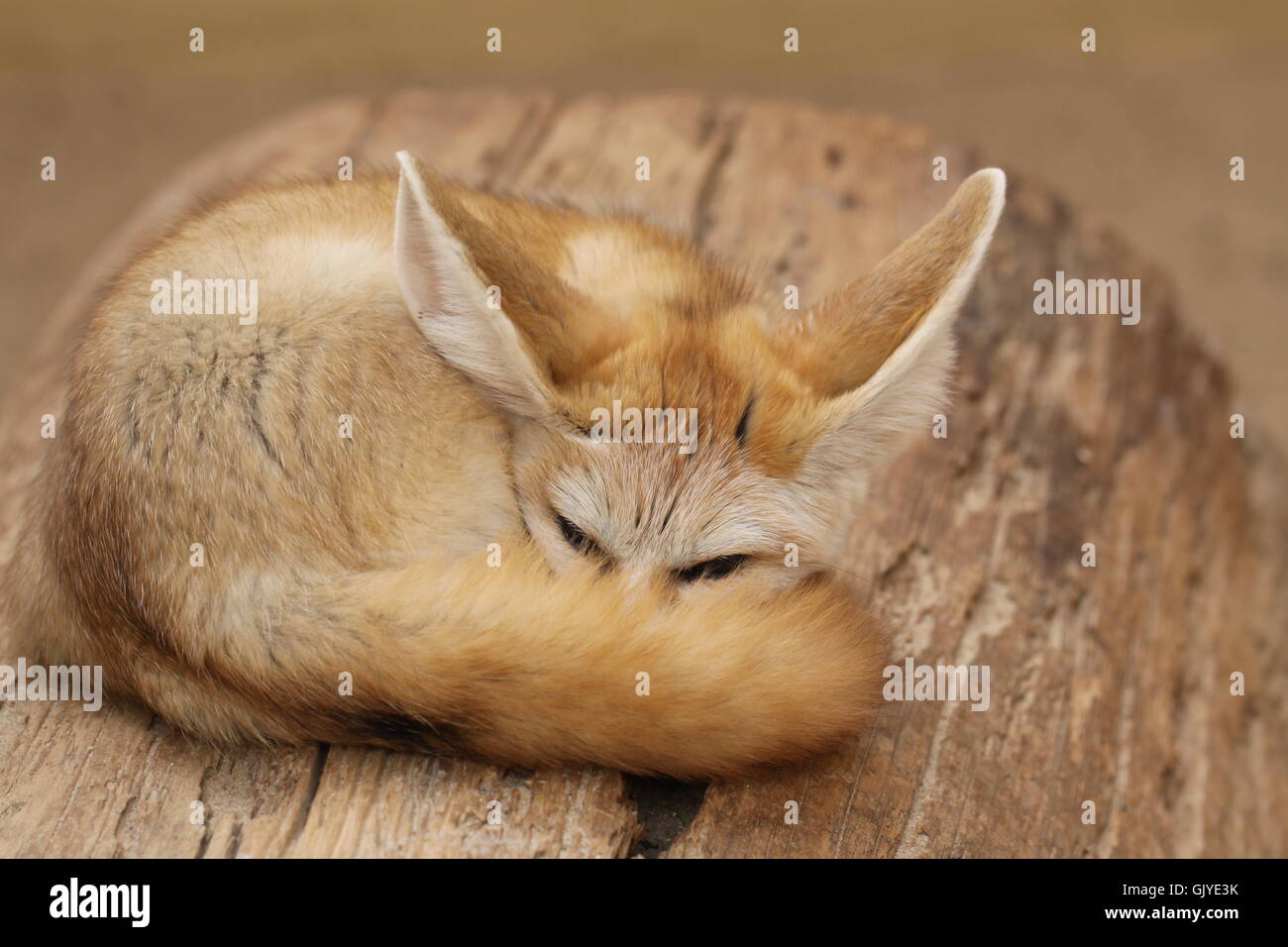 Fennek hi-res stock photography and images - Alamy