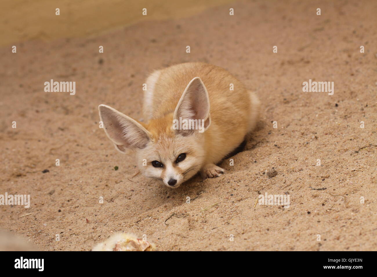 Fennek fennecus zerda hi-res stock photography and images - Alamy