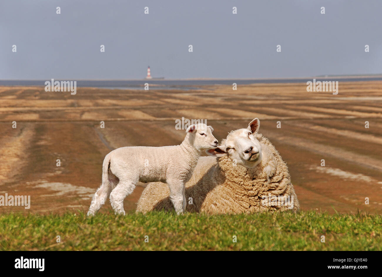 sheep wool lambkin Stock Photo - Alamy
