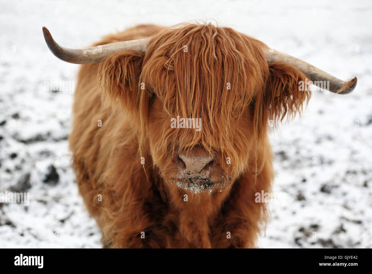 agriculture farming cornets Stock Photo - Alamy