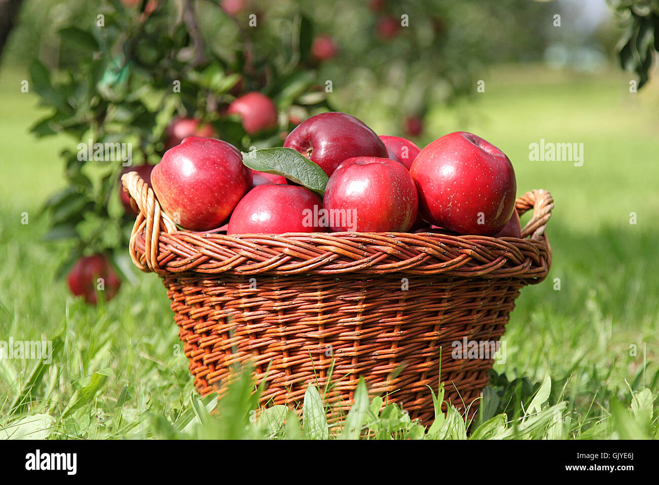 garden apples apple Stock Photo - Alamy