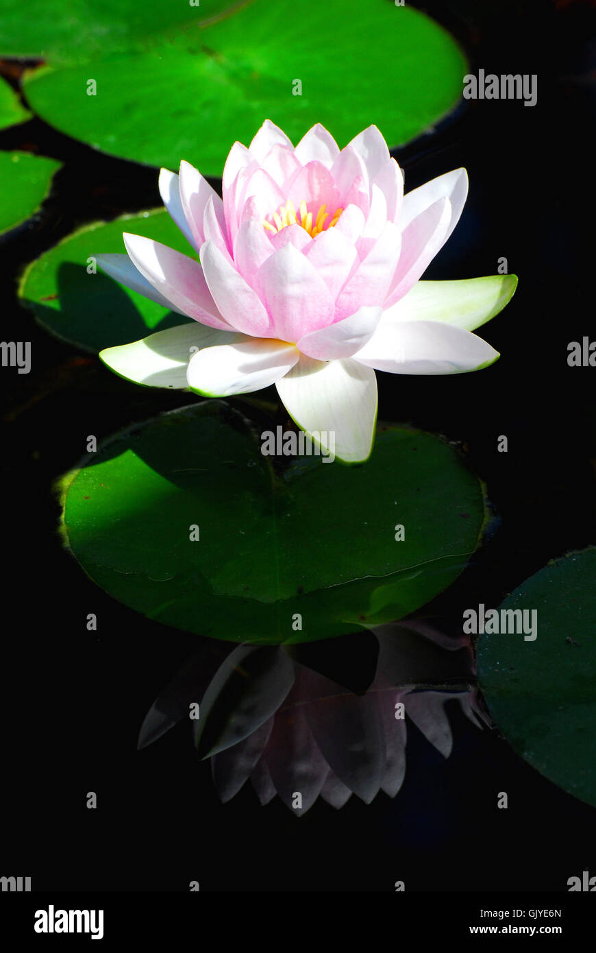 plant flower bloom Stock Photo - Alamy