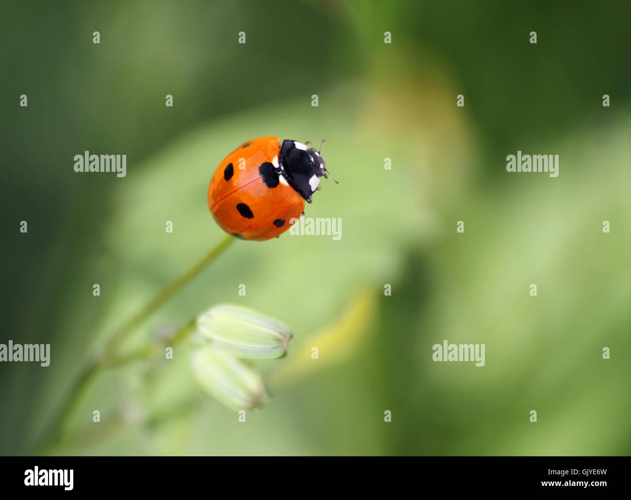 Dot beetle hi-res stock photography and images - Alamy