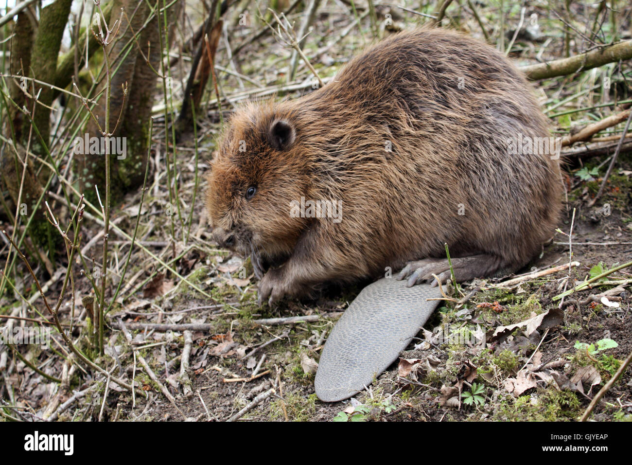 rodent beaver tree Stock Photo - Alamy