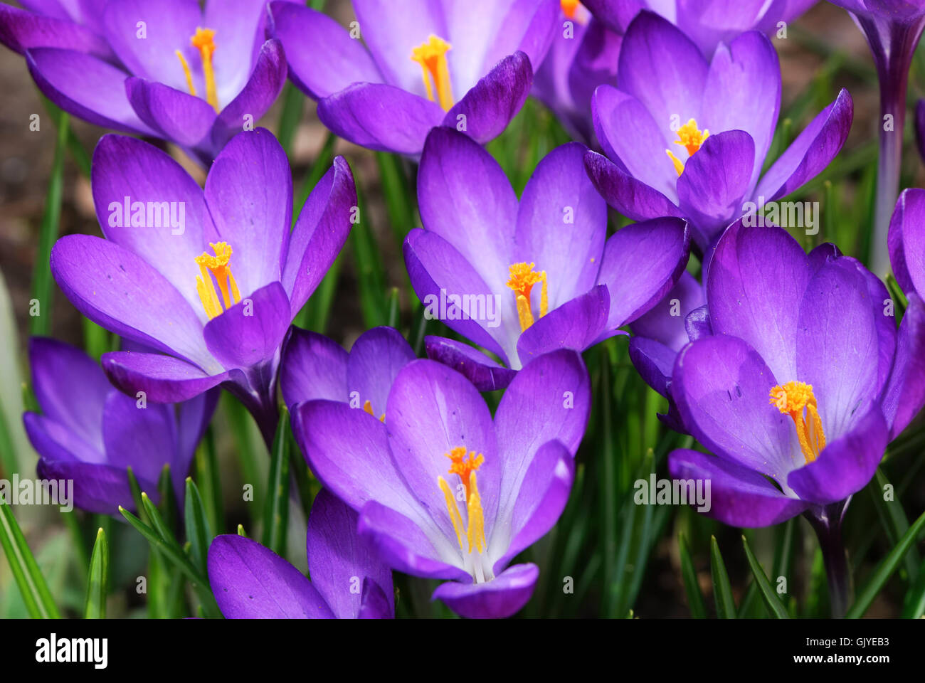 flower plant bloom Stock Photo - Alamy