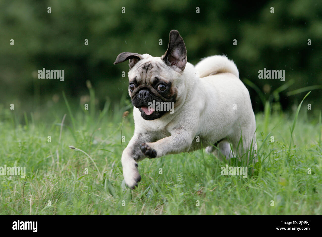 Romp hi-res stock photography and images - Alamy