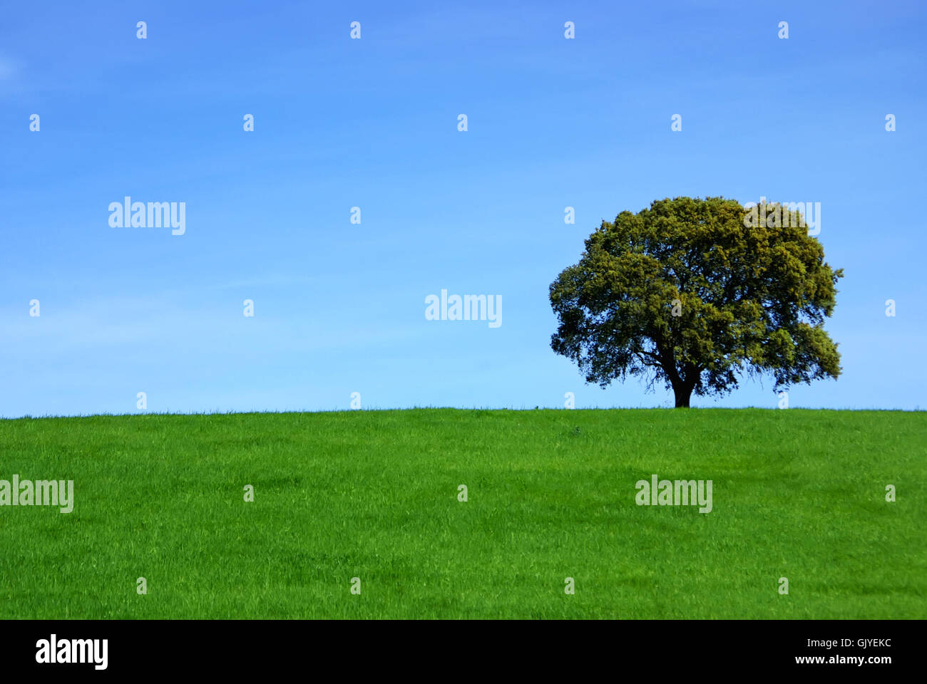 environment enviroment tree Stock Photo - Alamy