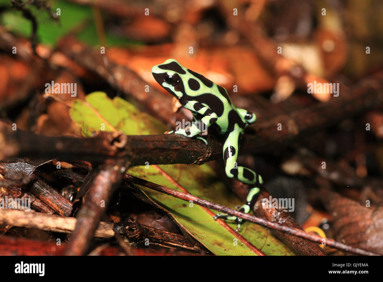 amphibian frog poison Stock Photo - Alamy