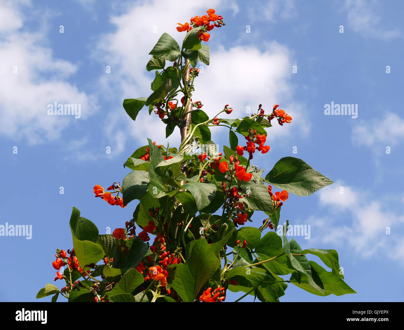 climbing plant bean blue Stock Photo - Alamy