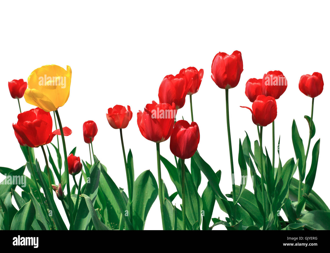 Isolated garden flower hi-res stock photography and images - Alamy