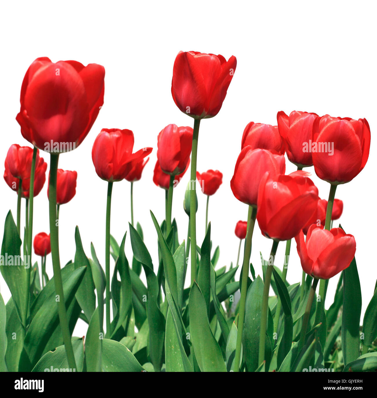 Isolated garden flower hi-res stock photography and images - Alamy