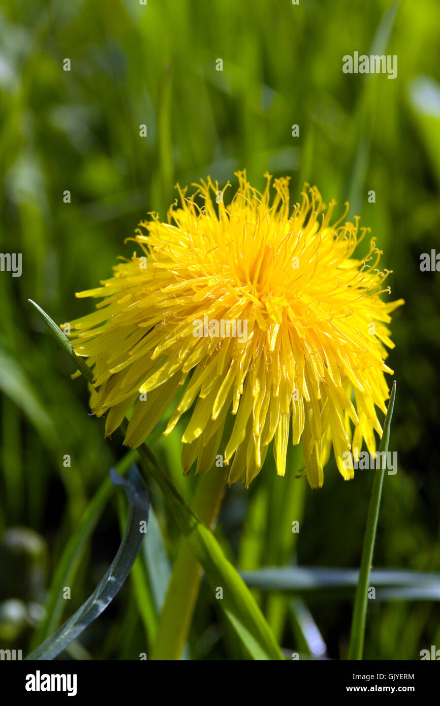 Eco flower hi-res stock photography and images - Alamy