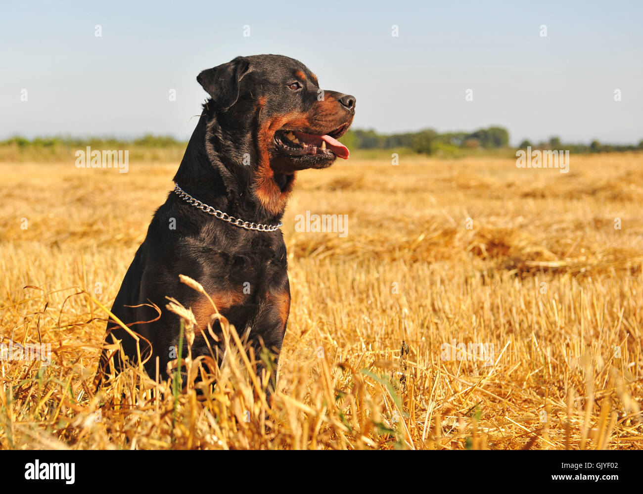 pet guard dog Stock Photo - Alamy