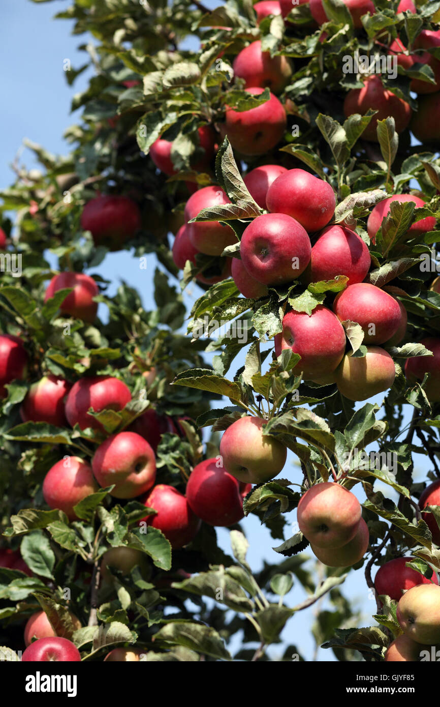 tree agriculture farming Stock Photo - Alamy