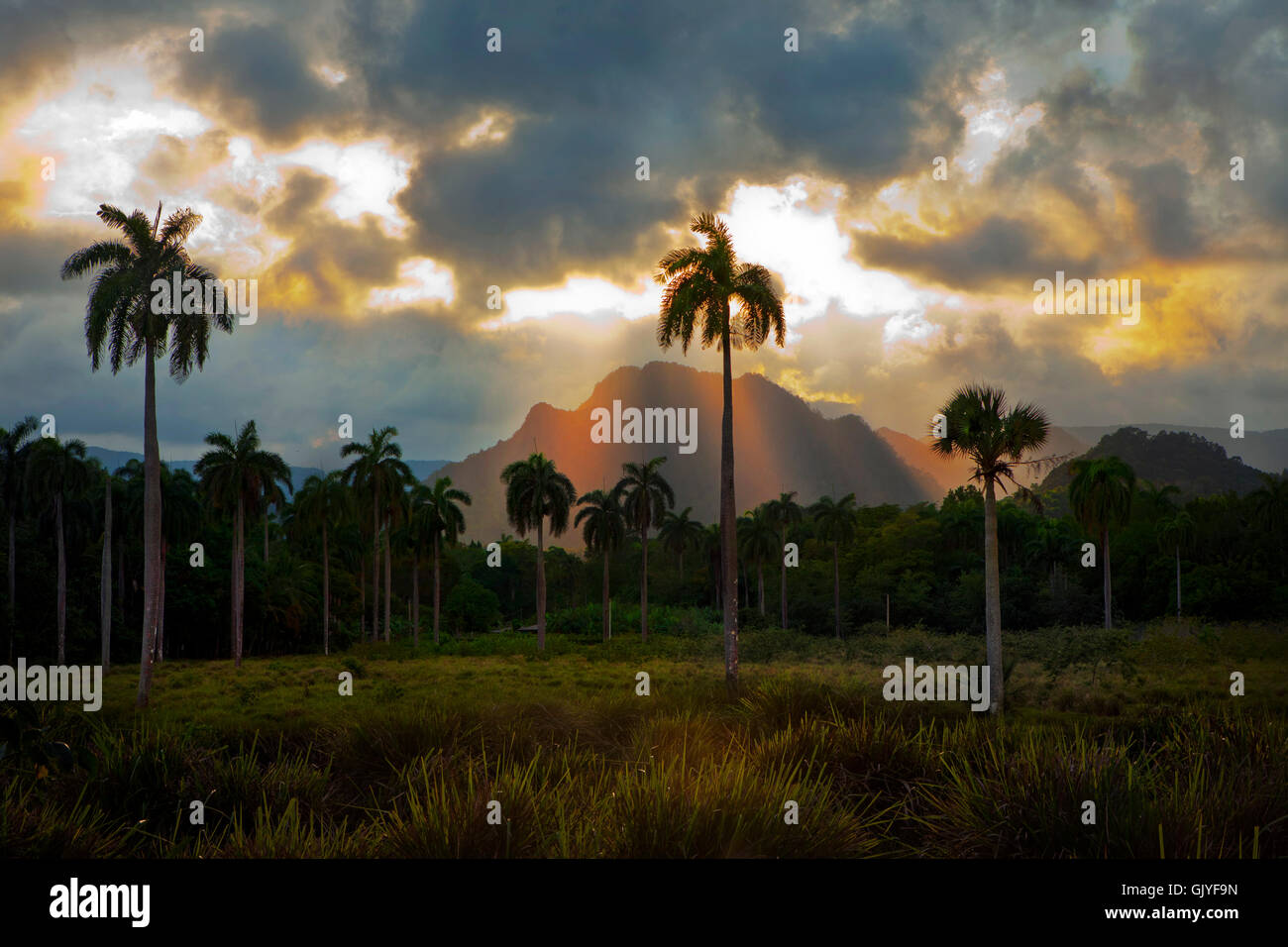 Tropical forest in west Cuba on the background of moody sky with sun ...