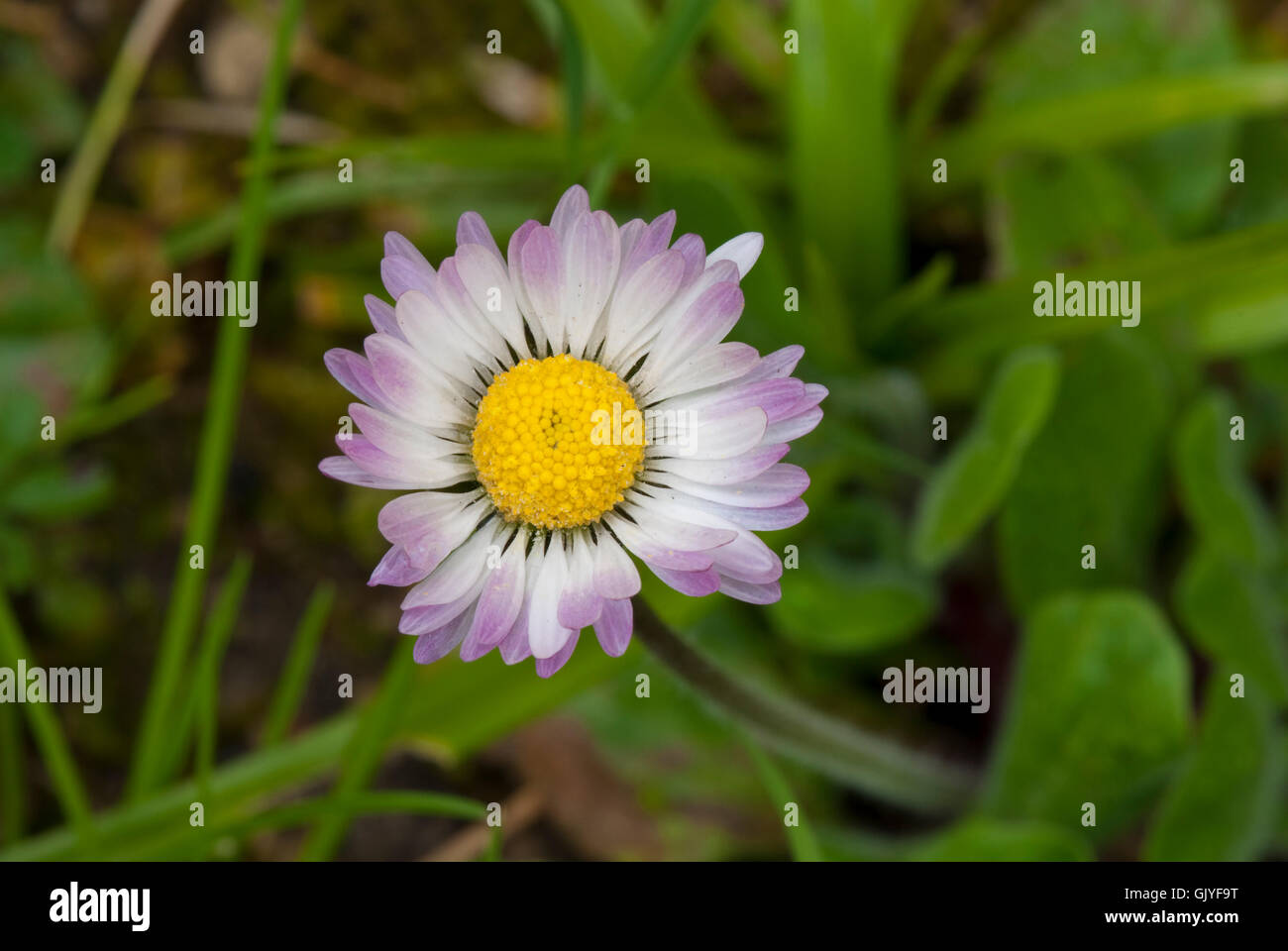 beautiful beauteously nice Stock Photo - Alamy