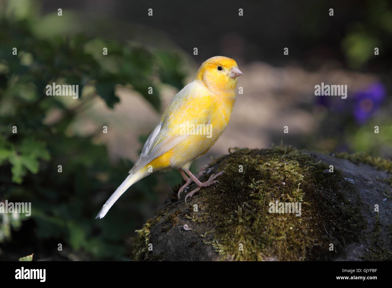 animal bird fauna Stock Photo - Alamy