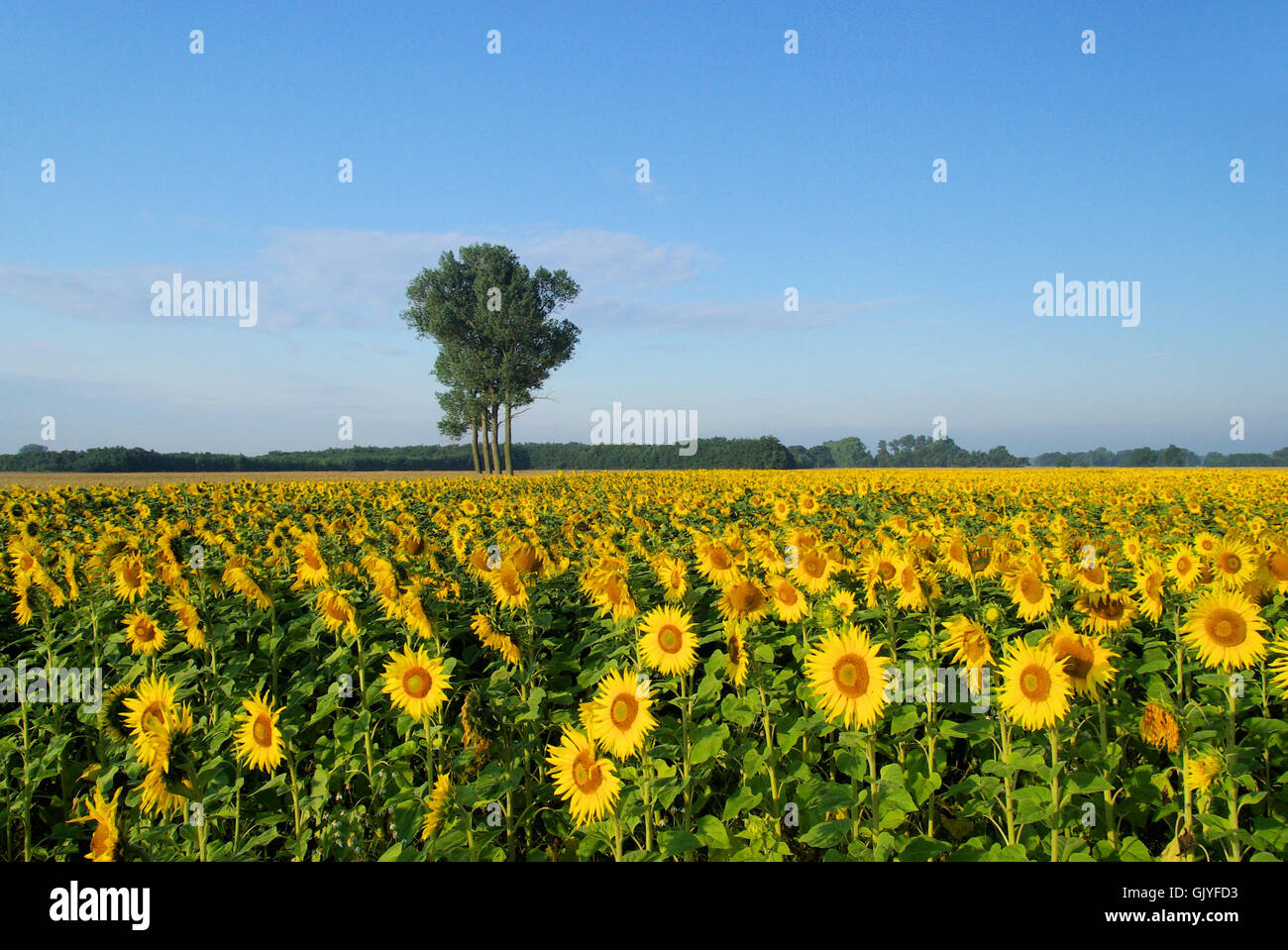 flower plant field Stock Photo - Alamy
