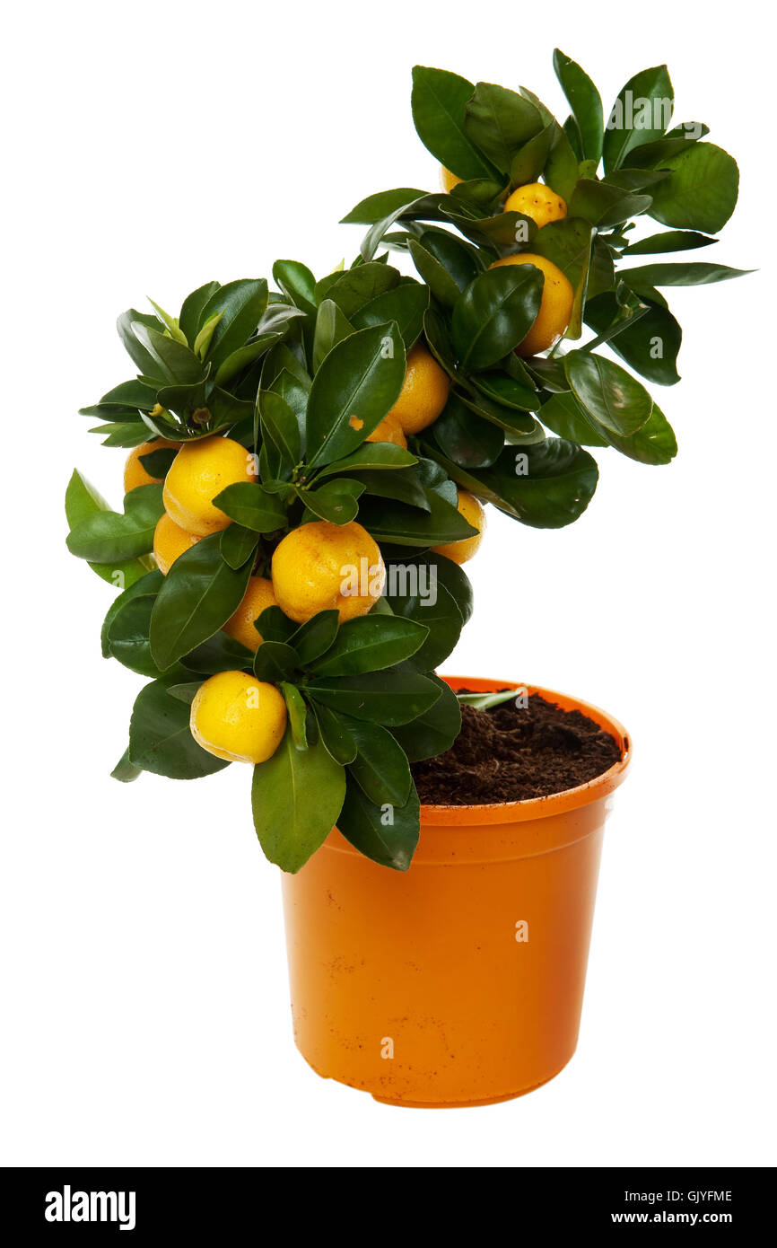 Decorative plant hi-res stock photography and images - Alamy