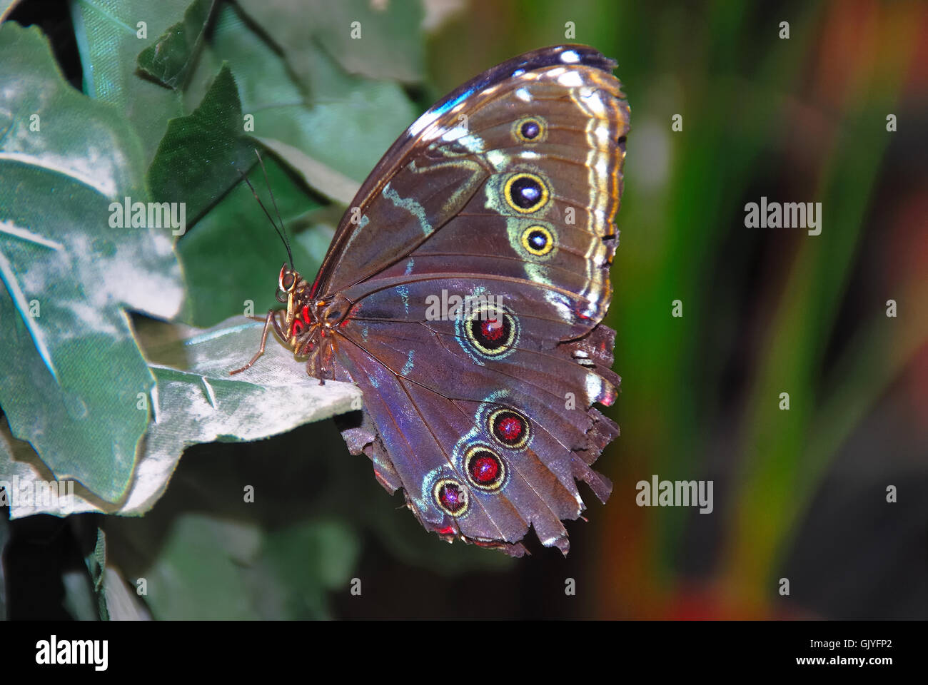 Lepidopterarium hi-res stock photography and images - Alamy