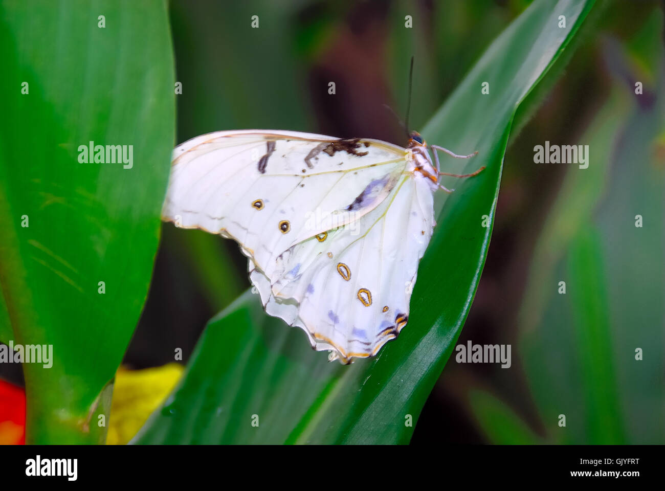 Butterflies of southern italy hi-res stock photography and images - Alamy