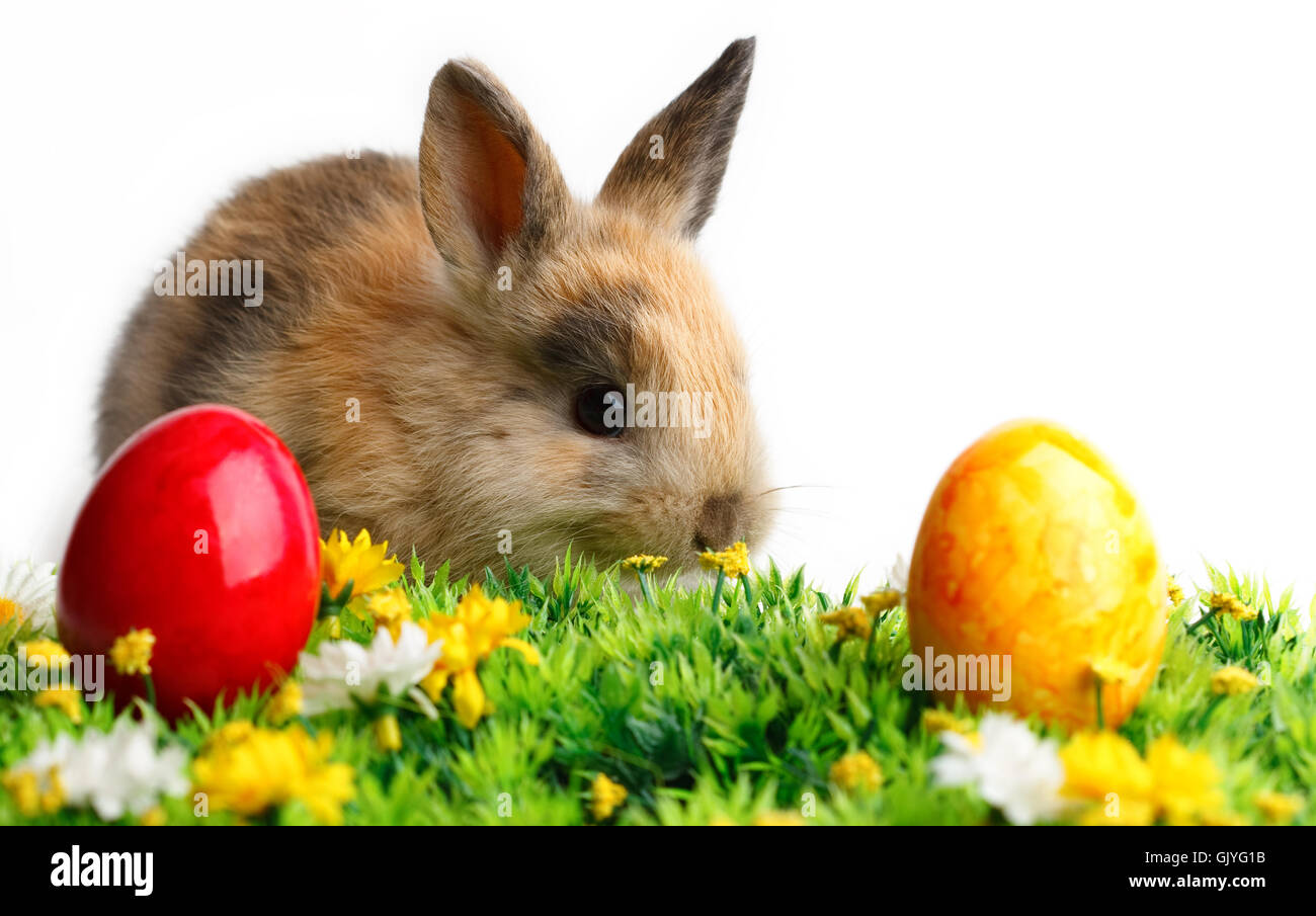 easter rabbit bunny Stock Photo - Alamy