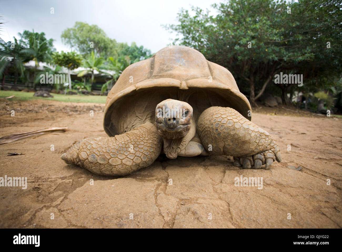 Turtles view hi-res stock photography and images - Alamy