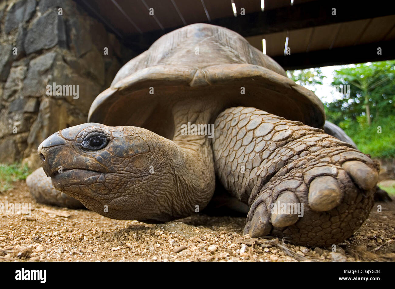 Mauritius turtles hi-res stock photography and images - Alamy