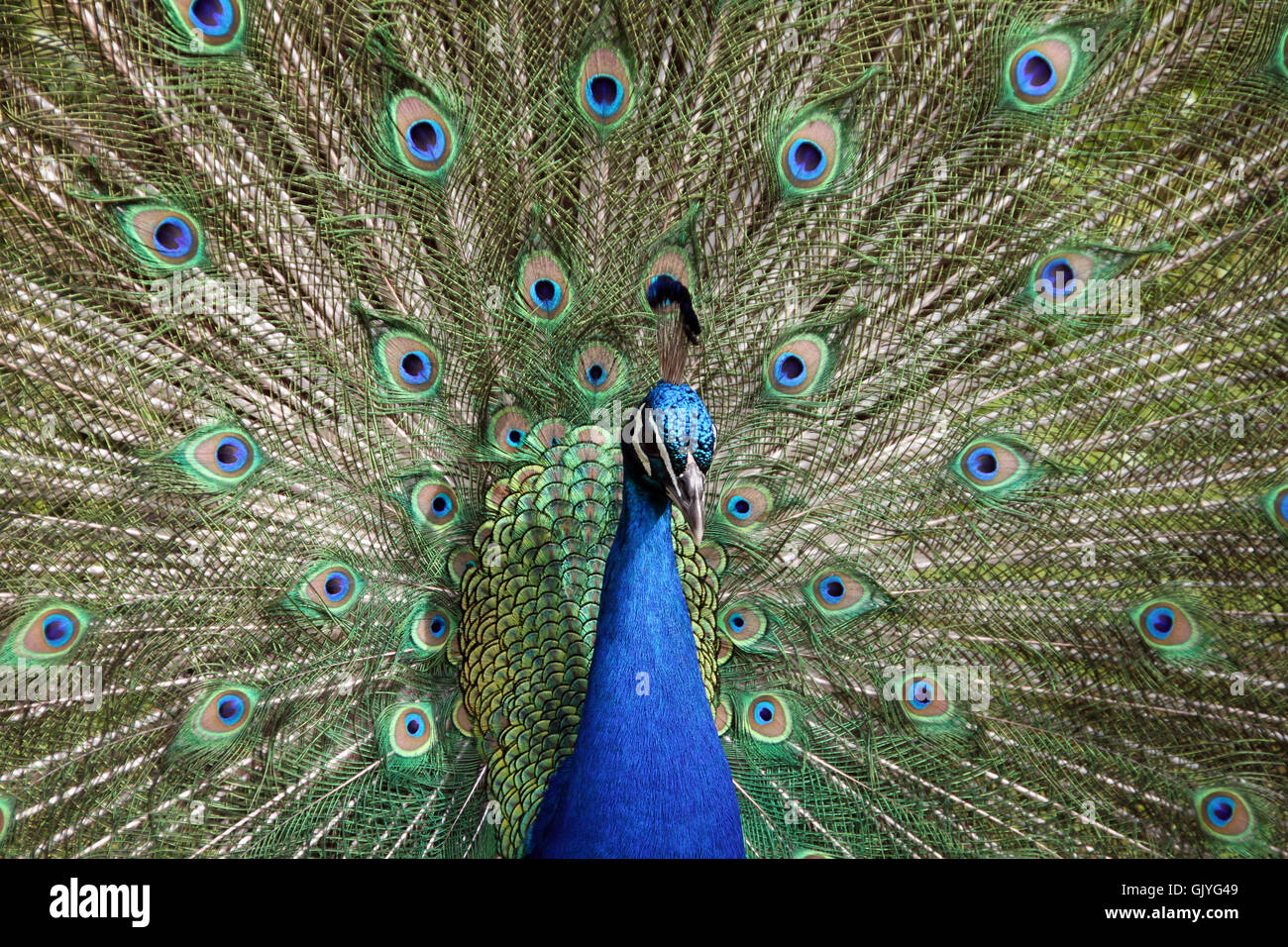 wheel bird birds Stock Photo - Alamy