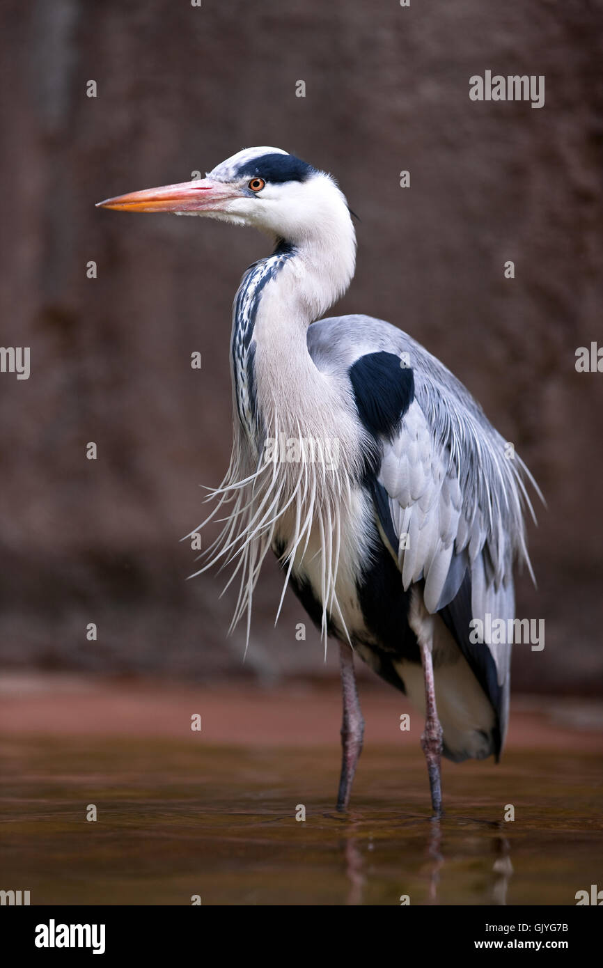 Grey heron hi-res stock photography and images - Alamy
