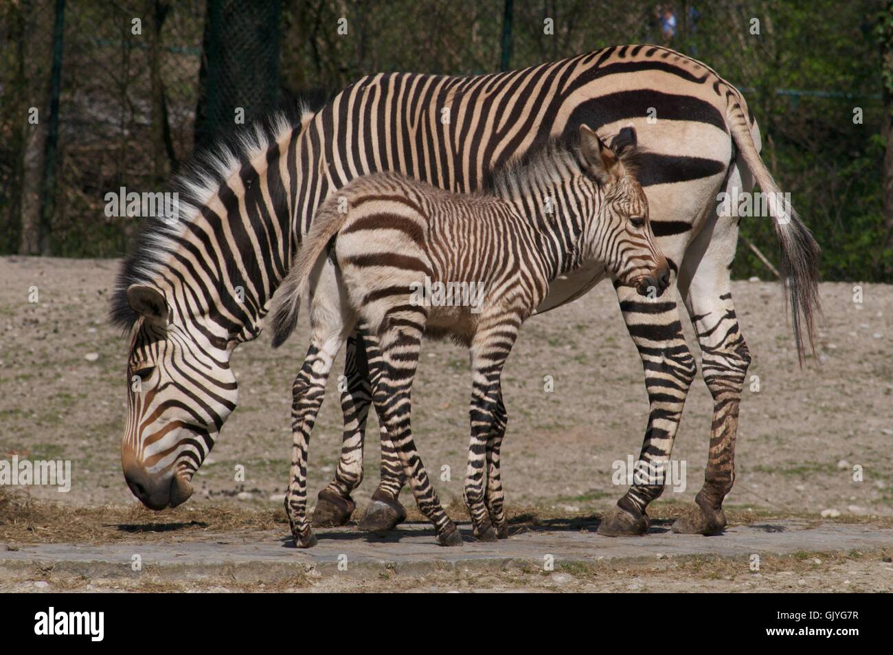 zebra mother mom Stock Photo - Alamy