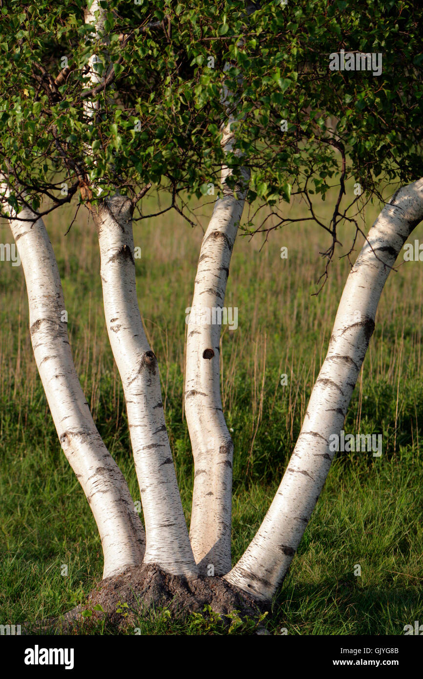 Stalk vegetation hi-res stock photography and images - Alamy