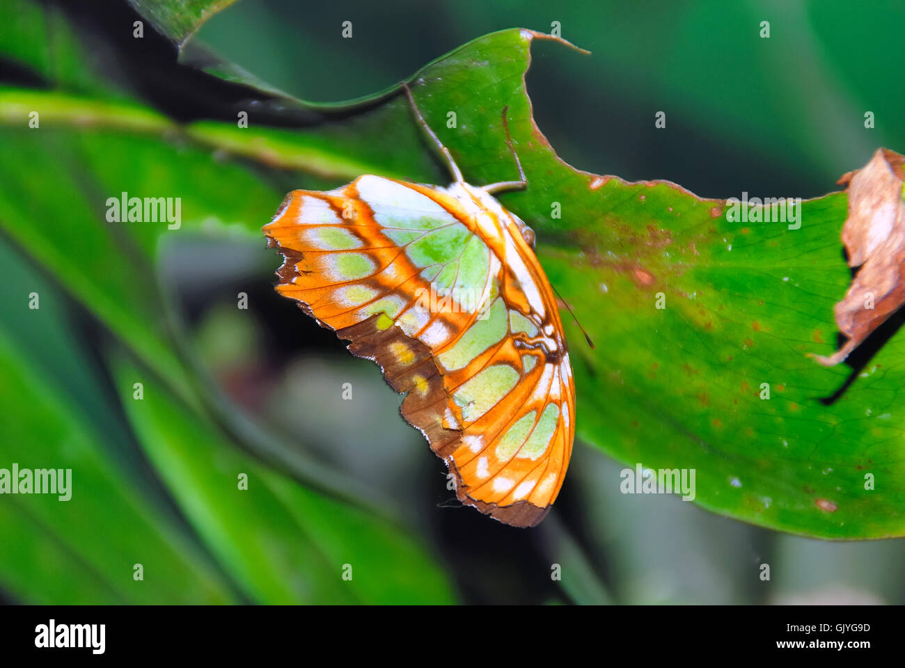 Lepidopterarium hi-res stock photography and images - Alamy