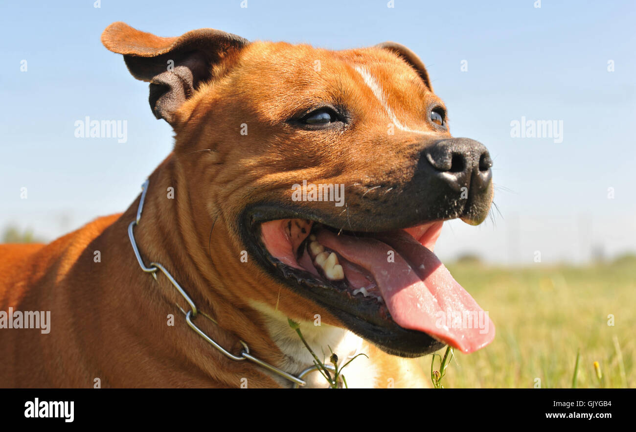 Tired bull hi-res stock photography and images - Alamy