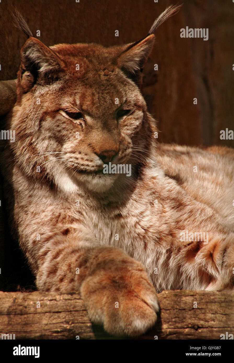 predator wildcat cat Stock Photo - Alamy