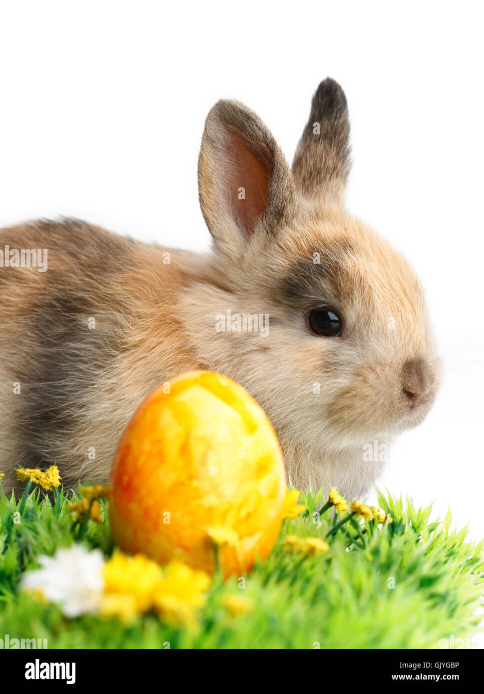 easter rabbit bunny Stock Photo - Alamy